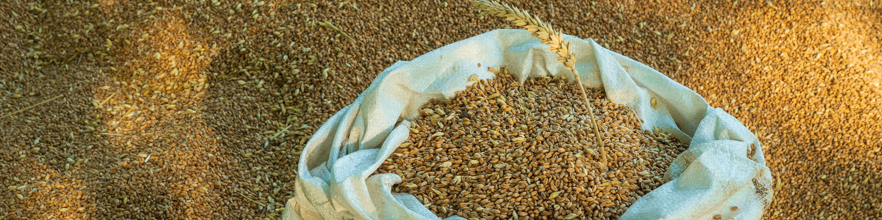 Kern partner program, Seeds wholesale, Seed breeders give their product ...